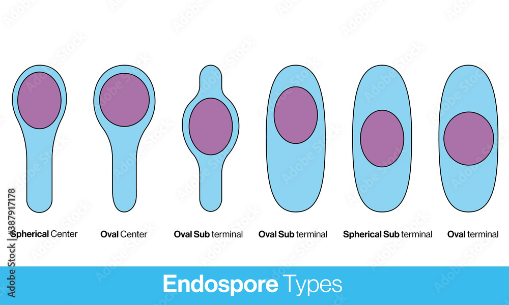Flat icons of Locations o bacterial spores or types of bacterial ...