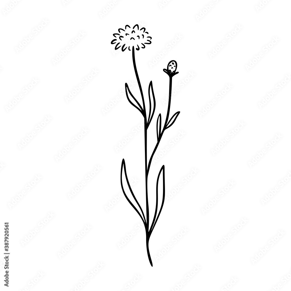Cornflower outline hand drawn logo element. Herbs doodle botanical icon ...