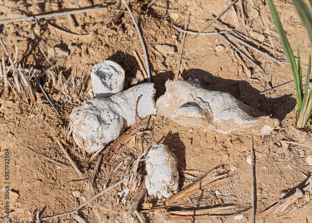 unique white scat or excrement from a striped hyena is surrounded by ...