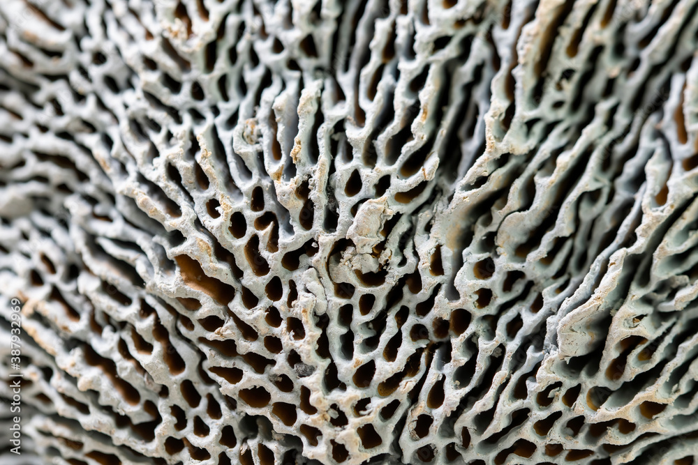 dead ocean sponge macro photography lines of the skeleton. Stock Photo ...