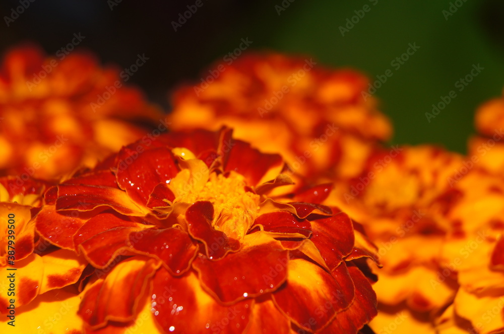 Flor de cempasuchil 2 Stock Photo | Adobe Stock