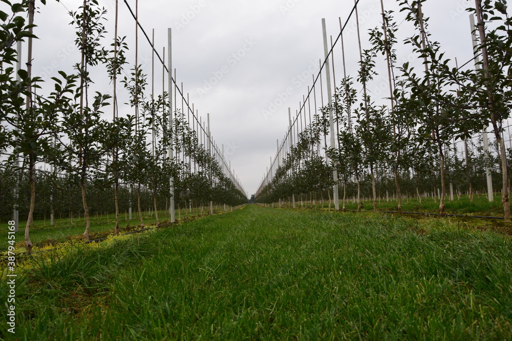 Sad jabłoniowy intensywny jesienią po zbiorze - konstrukcje sadownicze ...
