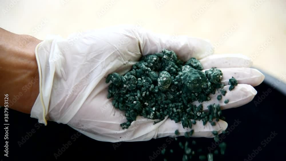 Closeup to Trichoderma harzianum in the hand. Use for protect plant ...