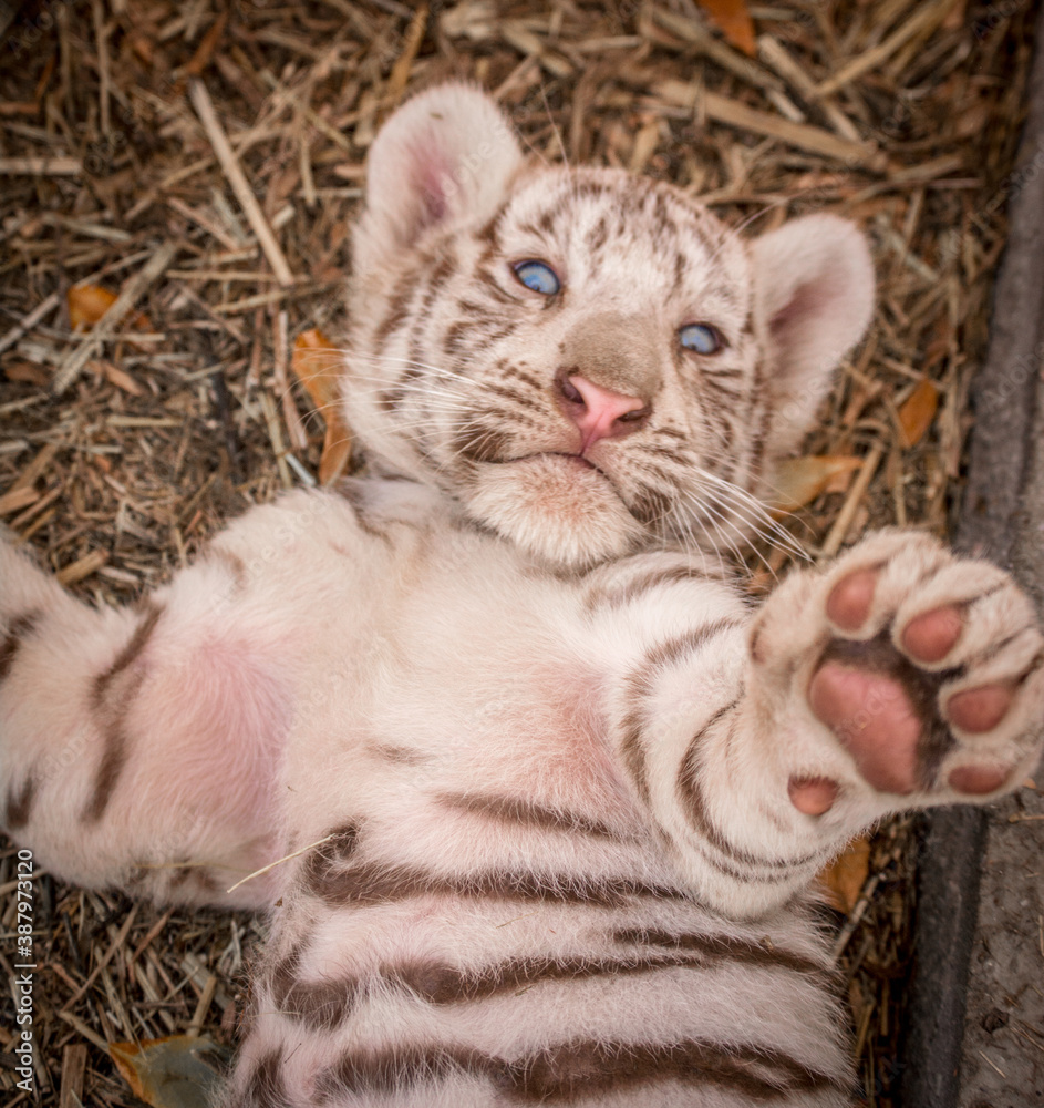 portraits of a tiny white tiger cub Stock Photo | Adobe Stock
