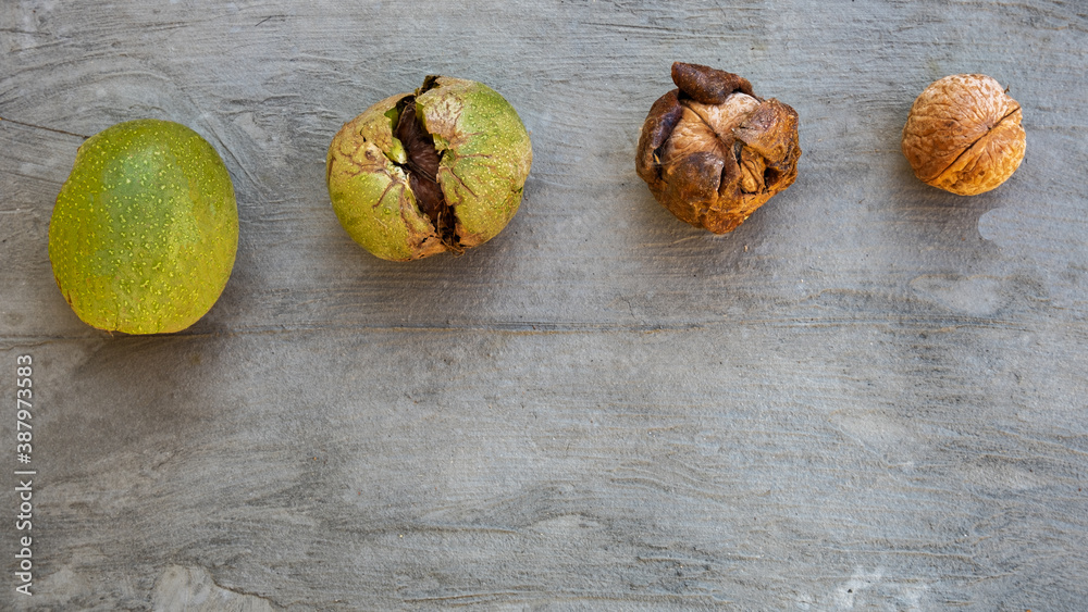 Green walnut, open green peel, 4 types of walnut, 4 ripening periods on ...