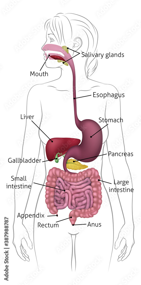 A medical anatomy diagram of a woman showing the human digestive system ...