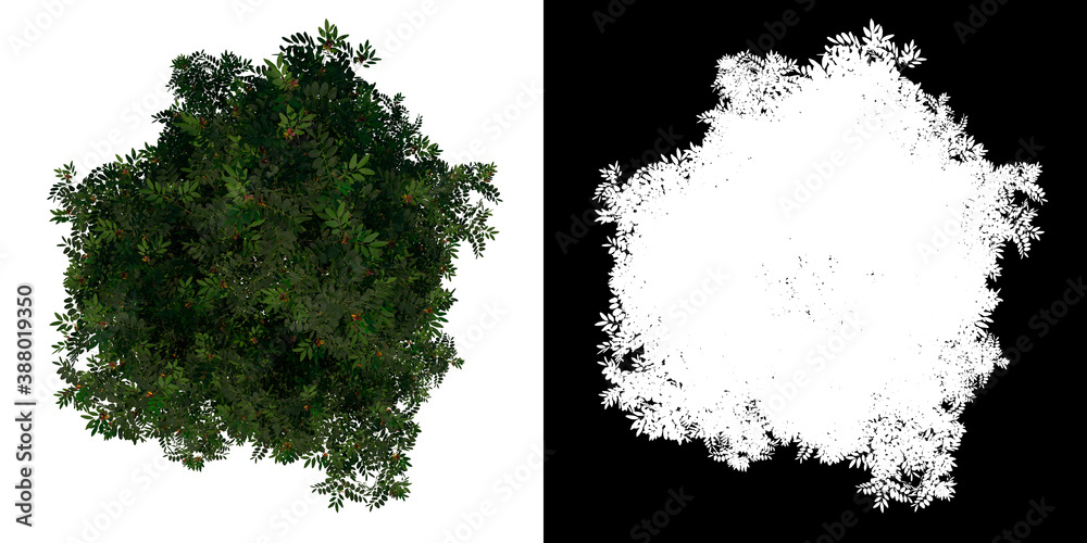 Top view tree (Young mahogany Caoba 2) white background alpha png 3D Rendering Ilustracion 3D ...