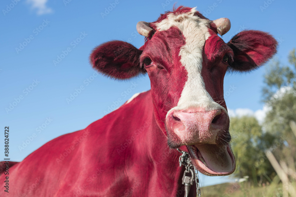 Portrait of a crazy red cow with an open mouth. Funny cow. Year of the ...