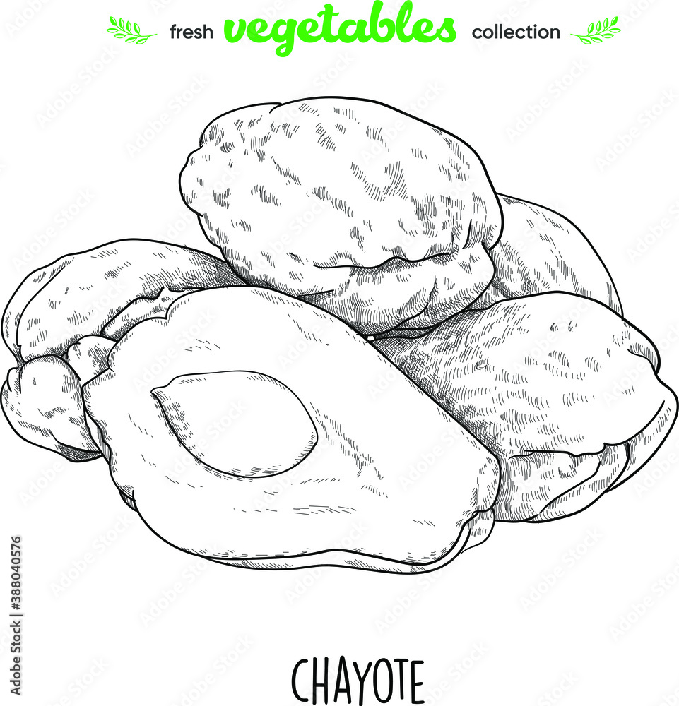 Chayote. Detailed line art. Freehand drawing. Vector vegetables ...