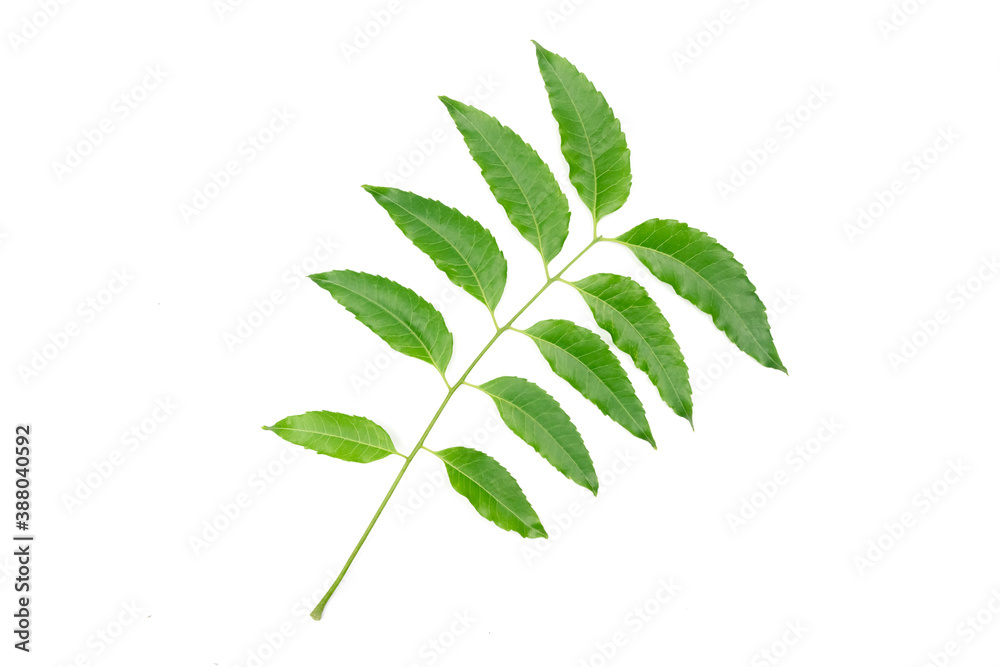 Medicinal neem leaf isolated on white background. Green leaf in South ...