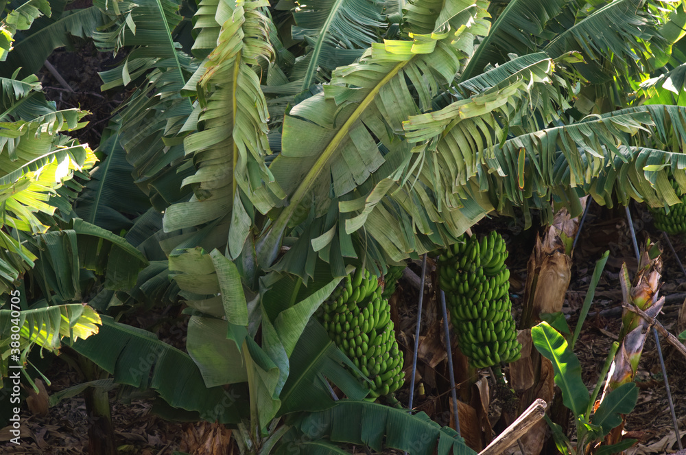 Bananenplantage mit zwei Bananenstauden Stock Photo | Adobe Stock