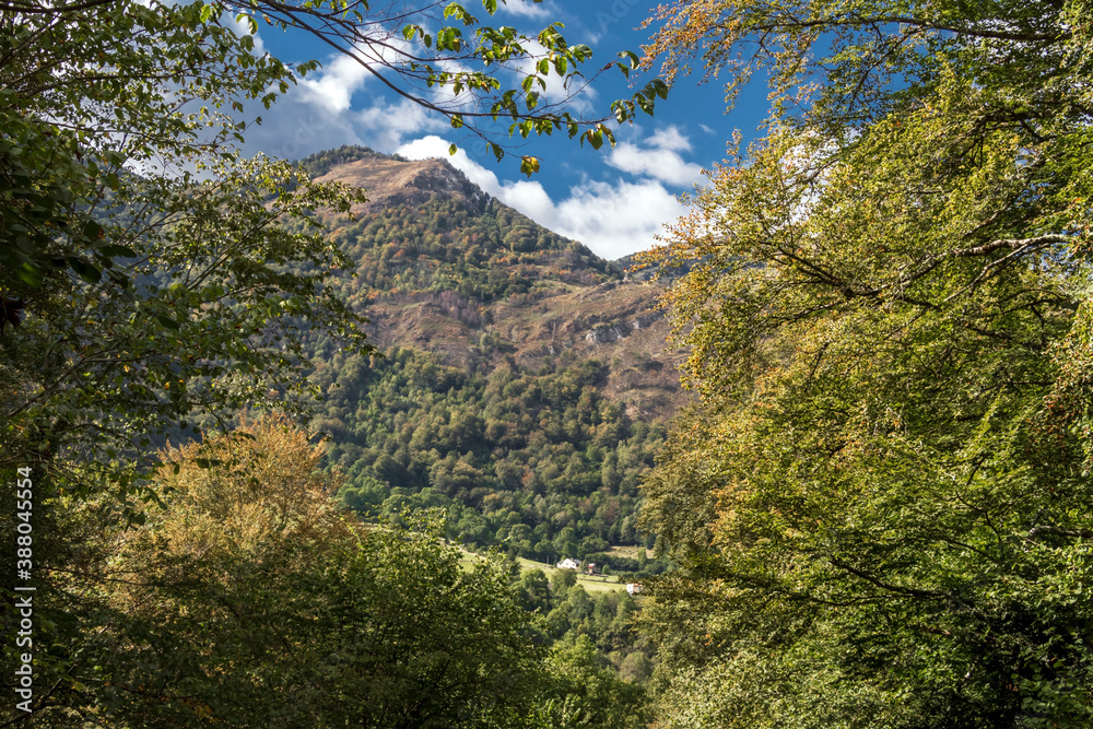 Forest background with green trees in the temperate broadleaf and mixed ...
