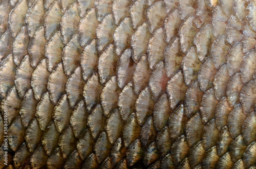 The fish scale close up. Real Ide Fish Scales Background Stock Photo ...