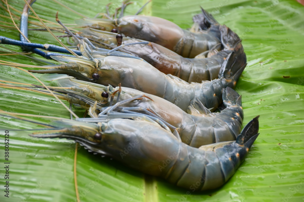 Macrobrachium rosenbergii, also known as the giant river prawn, giant ...