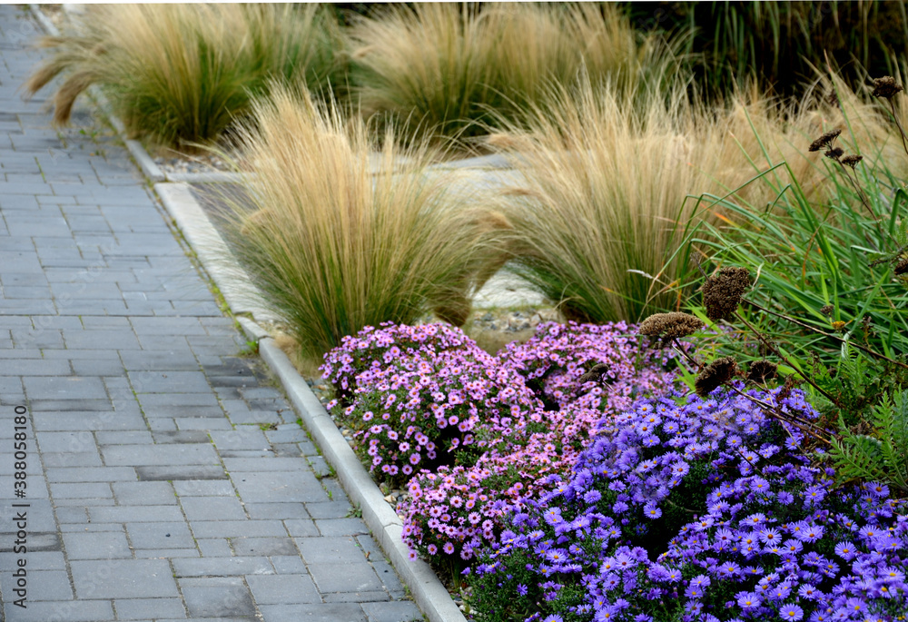autumn flowerbed with perennials and grasses in a square with black ...