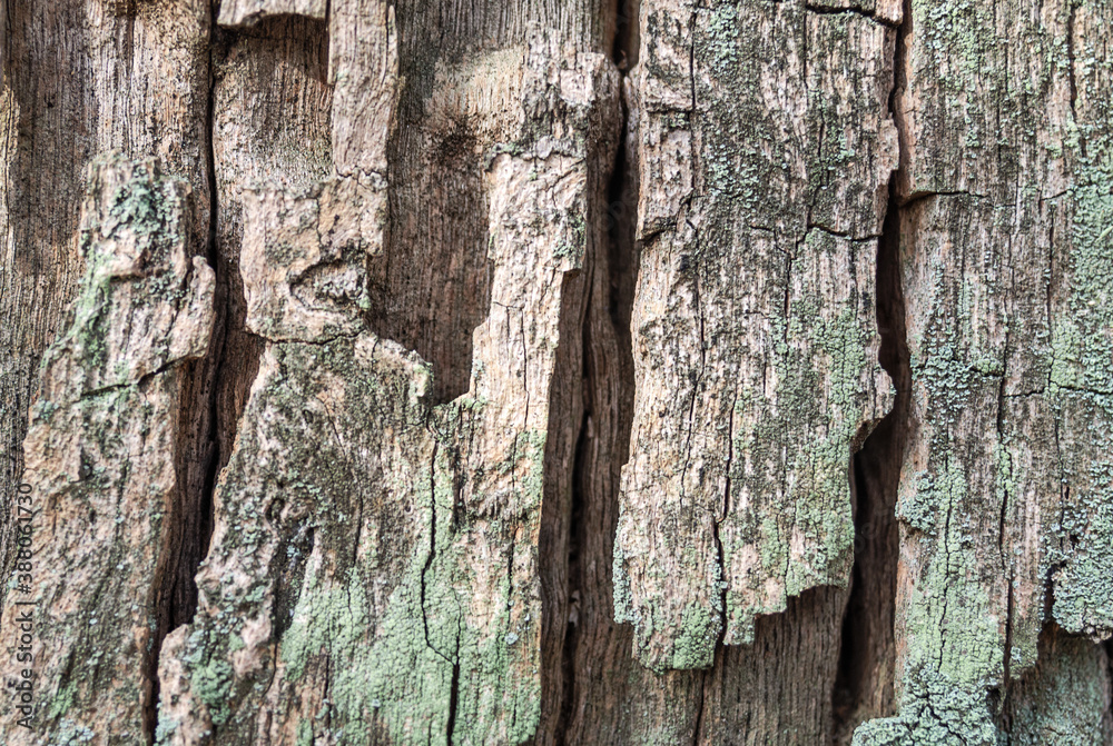 Old rotten wood texture close up Stock Photo | Adobe Stock