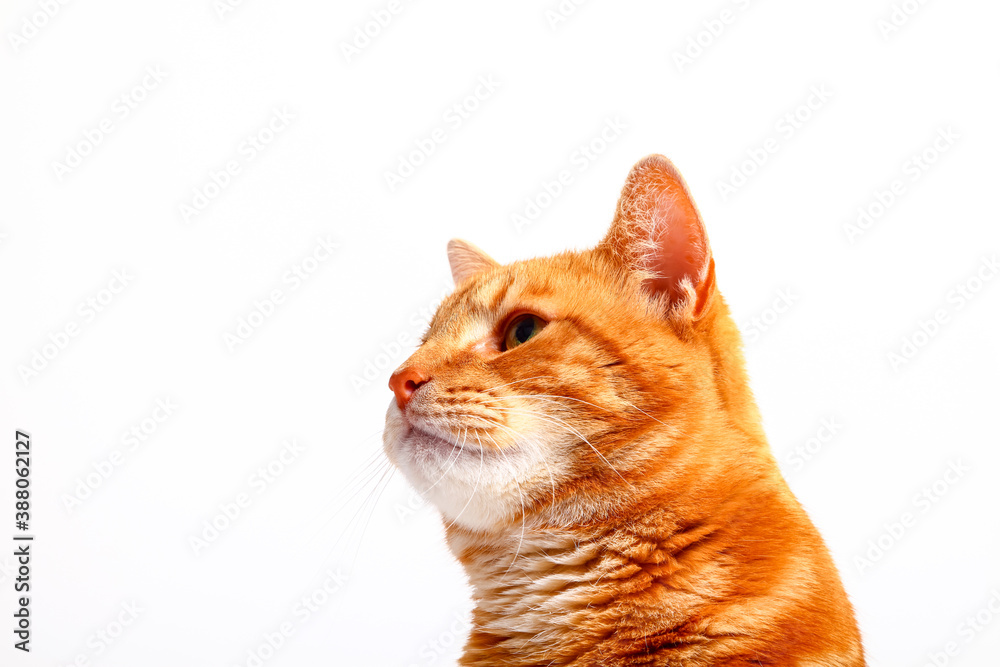 Ginger tabby cat looking sideways on a plain white background Stock Photo | Adobe Stock