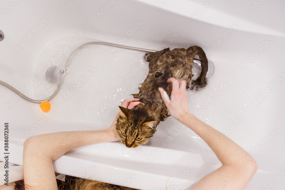 Washing the cat in the bathroom. Wet cat in the bathtub having shower ...