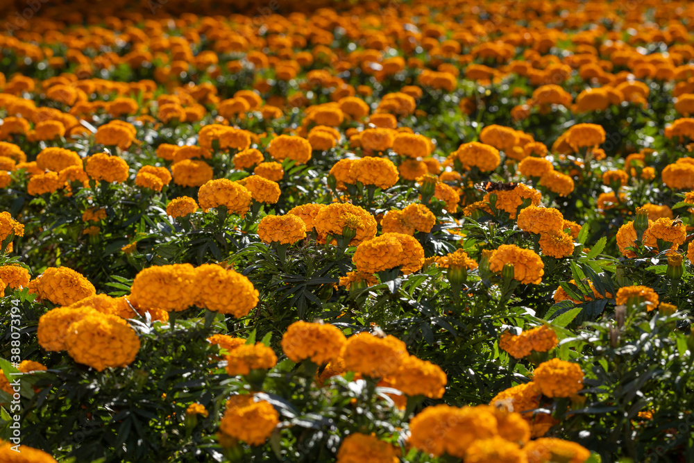 Field of cempasuchil flowers mexican tradicion Xochimilco Stock Photo ...