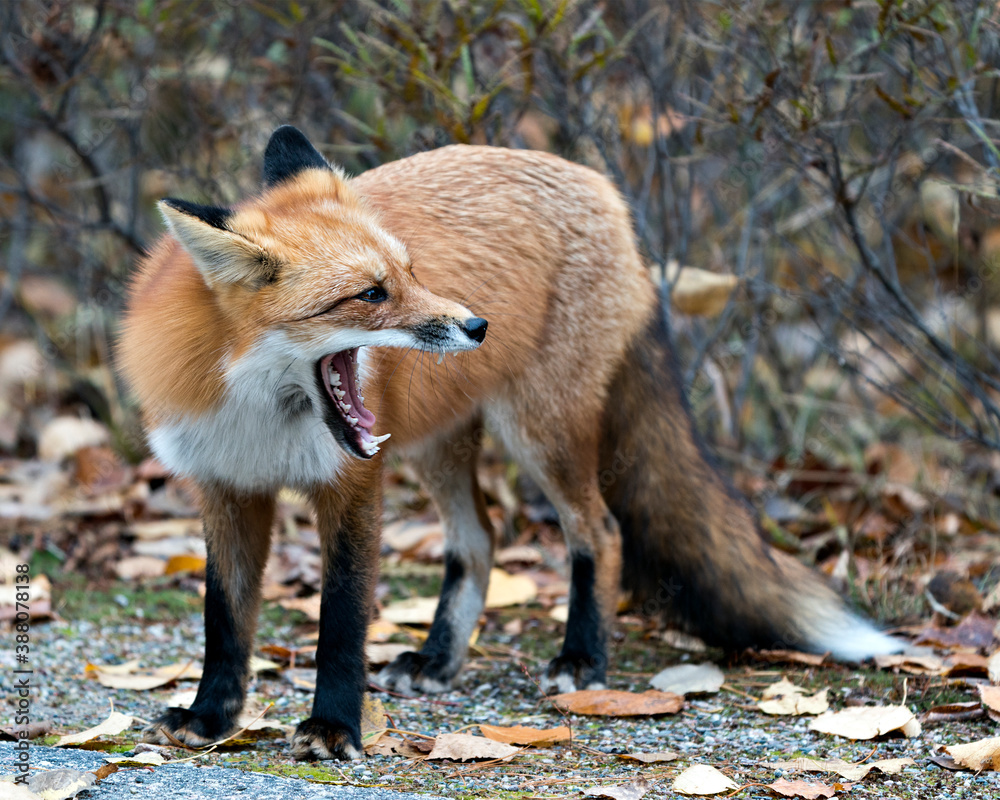Fox stock photos. Red fox close-up profile view yawning and displaying ...