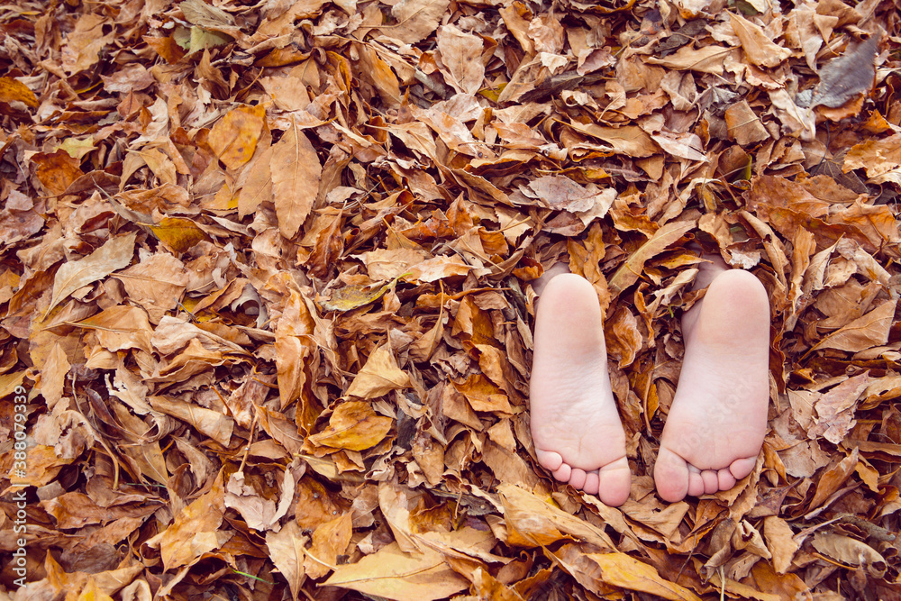 Barefoot child's feet buried in a pile of fall leaves Stock Photo ...