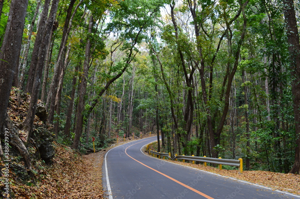 The stunning flora and fauna of the beaches and Chocolate Hills around ...