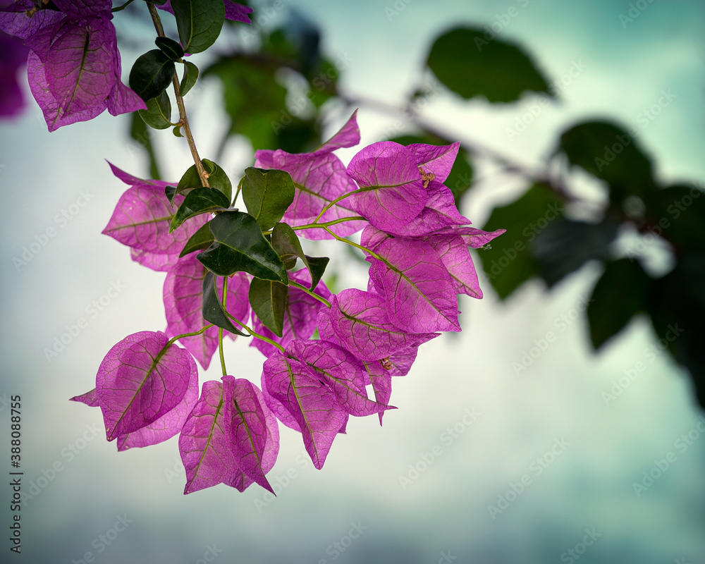 Detalle de flor de la buganvilla de color rosa con fondo desenfocado ...