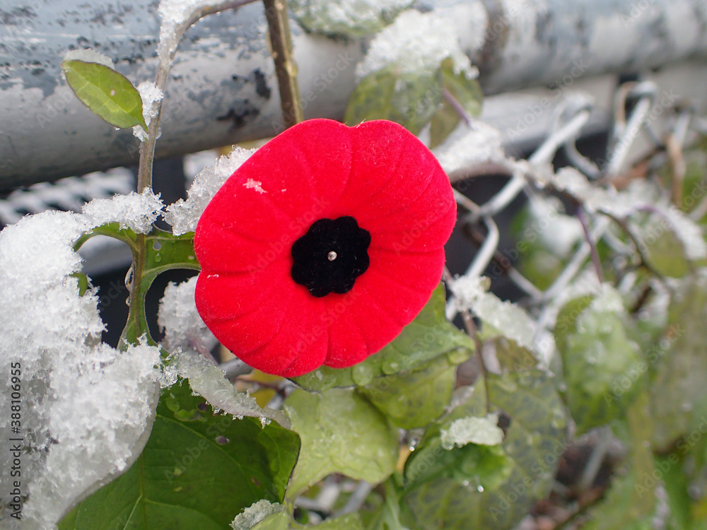 Le coquelicot, symbole du Jour du Souvenir Stock Photo | Adobe Stock Le coquelicot, symbole du Jour du Souvenir Stock Photo | Adobe Stock