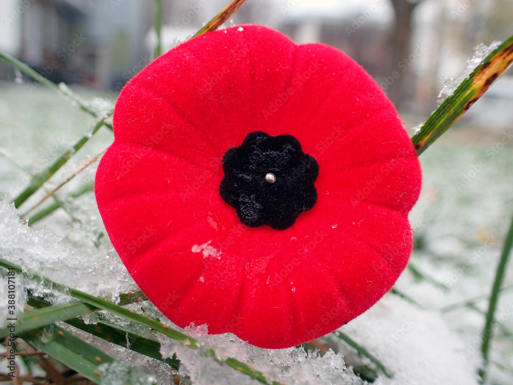 Le coquelicot, symbole du Jour du Souvenir Stock Photo | Adobe Stock