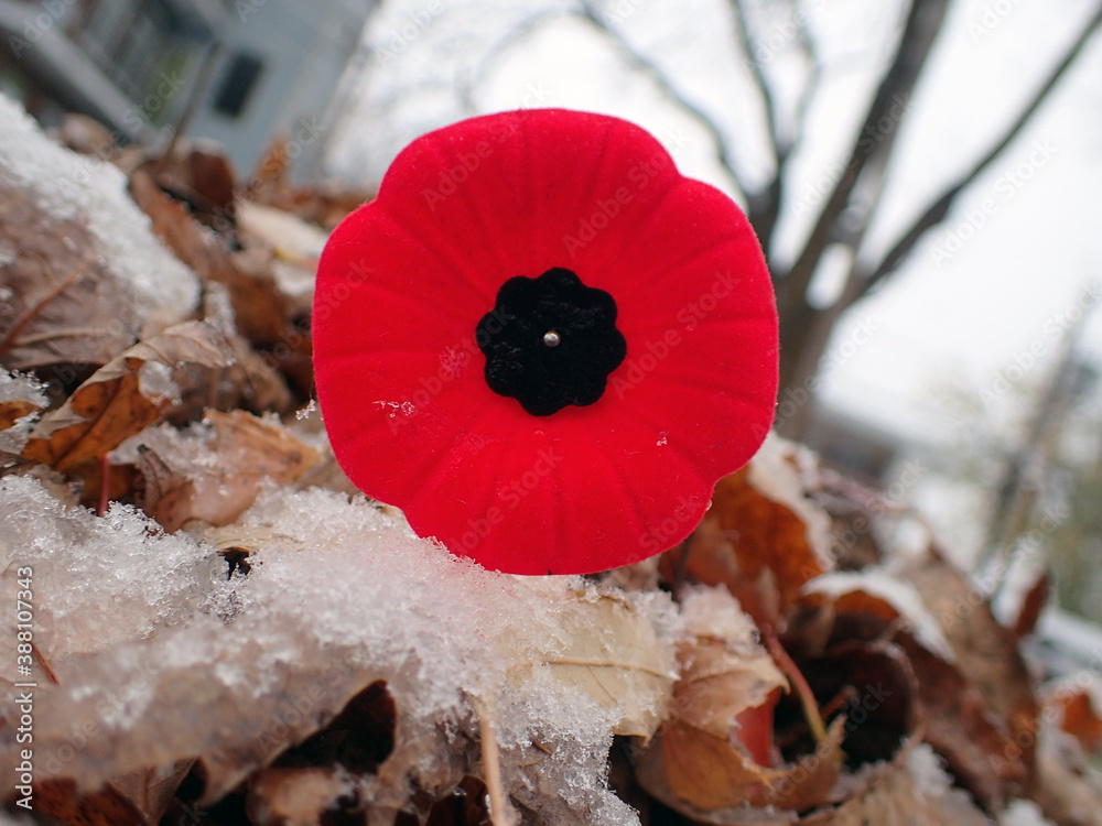 Le coquelicot, symbole du Jour du Souvenir 스톡 사진 | Adobe Stock Le coquelicot, symbole du Jour du Souvenir 스톡 사진 | Adobe Stock