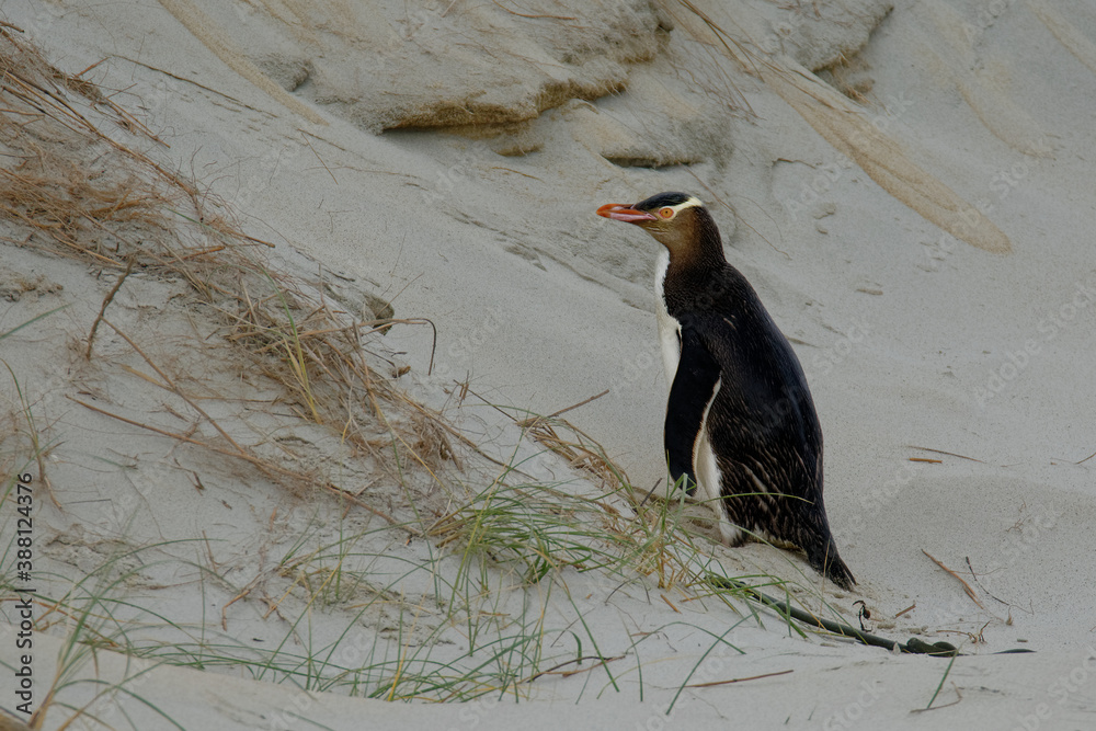 Yellow-eyed penguin - hoiho - Megadyptes antipodes, breeds along the ...