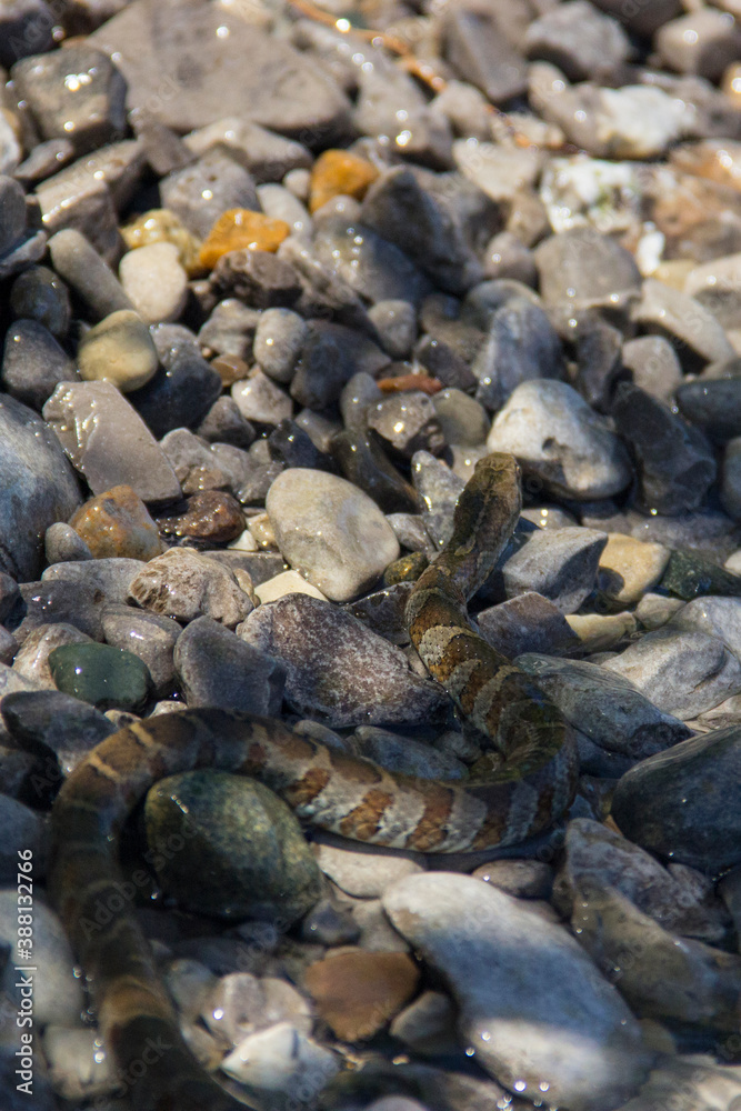 Northern Water Snake Stock Photo | Adobe Stock