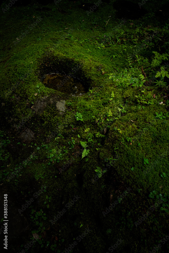 Japanese shrine moss / Japanese garden / Stone monument moss / Stone ...