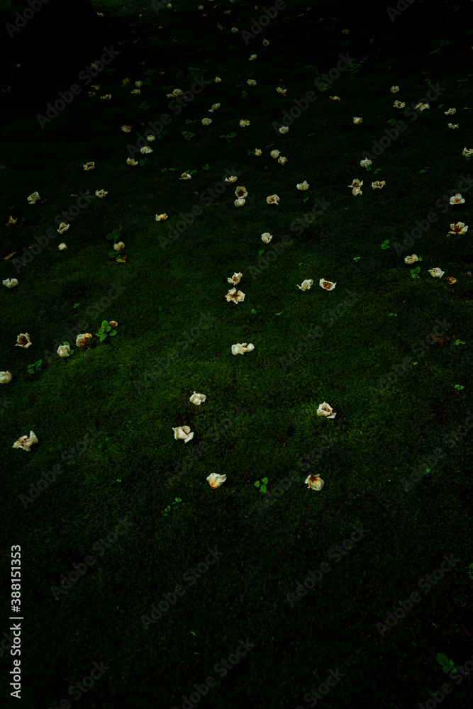 Japanese shrine moss / Japanese garden / Stone monument moss / Stone ...