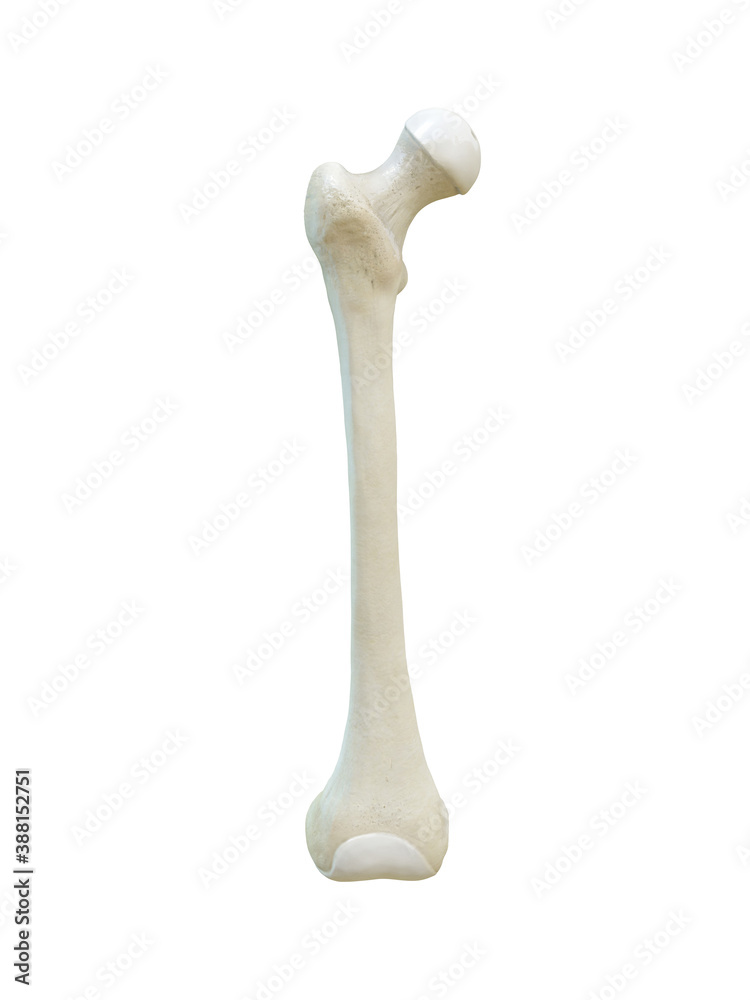 Right human femur bone, Anterior view, white background, 3d rendering ...