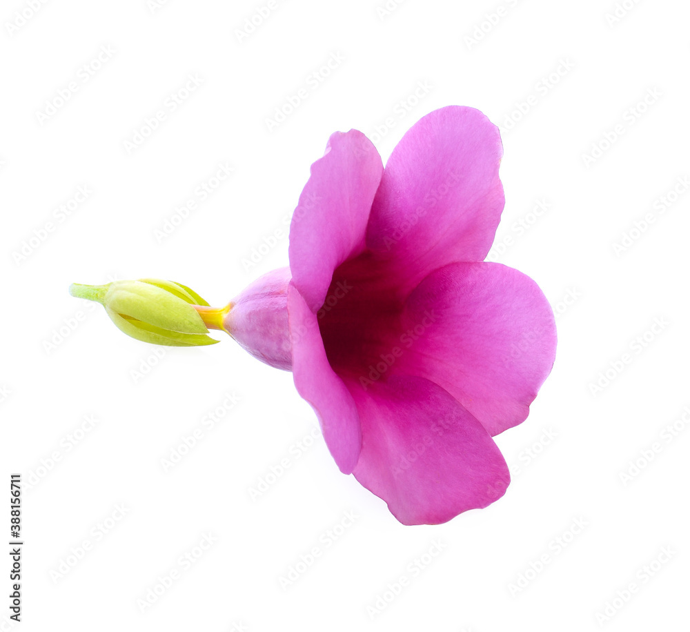 Campsis radicans flowers (trumpet vine or trumpet creeper) in family ...