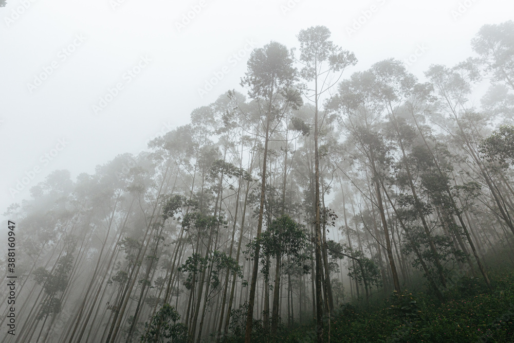 Misty tea fields and hills in Munnar, India Stock Photo | Adobe Stock