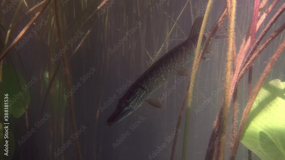 Adventurous footage of wild pike cryptically waiting in nature habitat ...