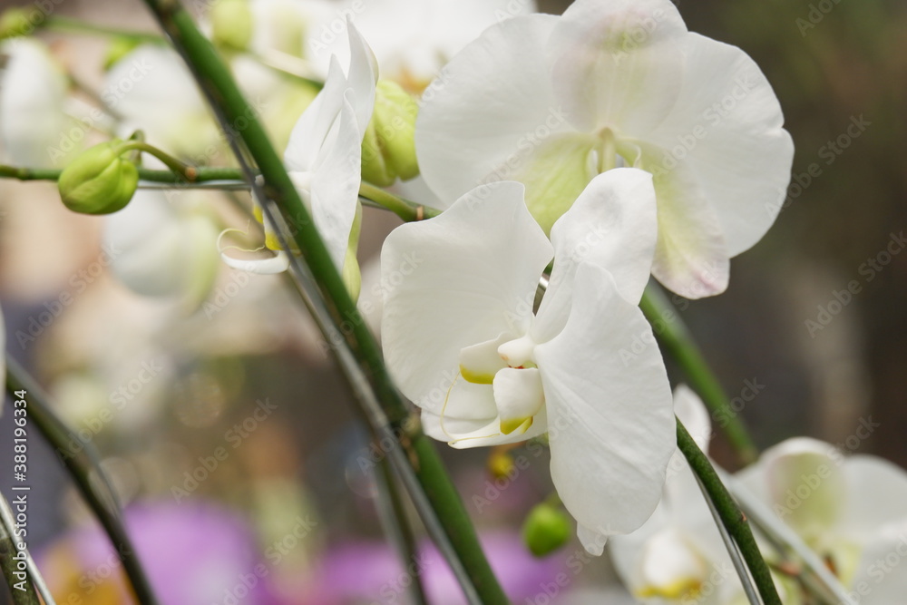 Bunga Anggrek Bulan Putih , Close up view of beautiful white ...