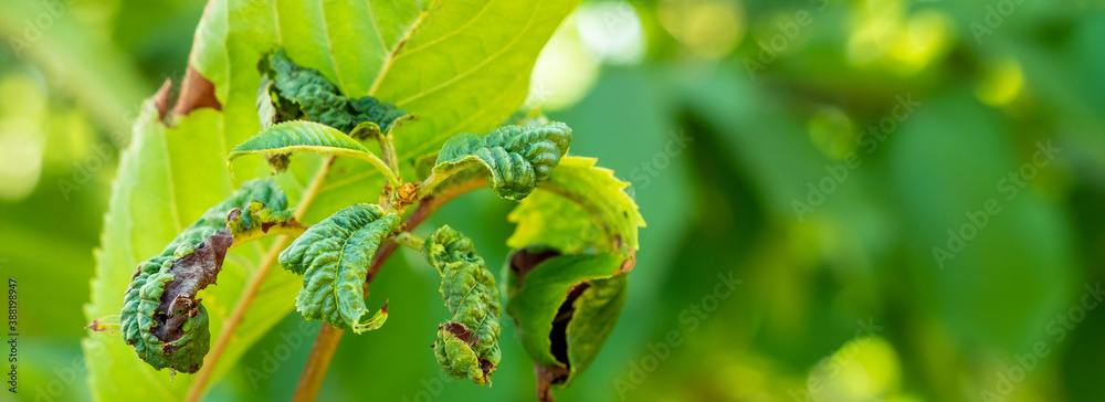 Fruit tree leaves are damaged by insects. The leaves were damaged with ...