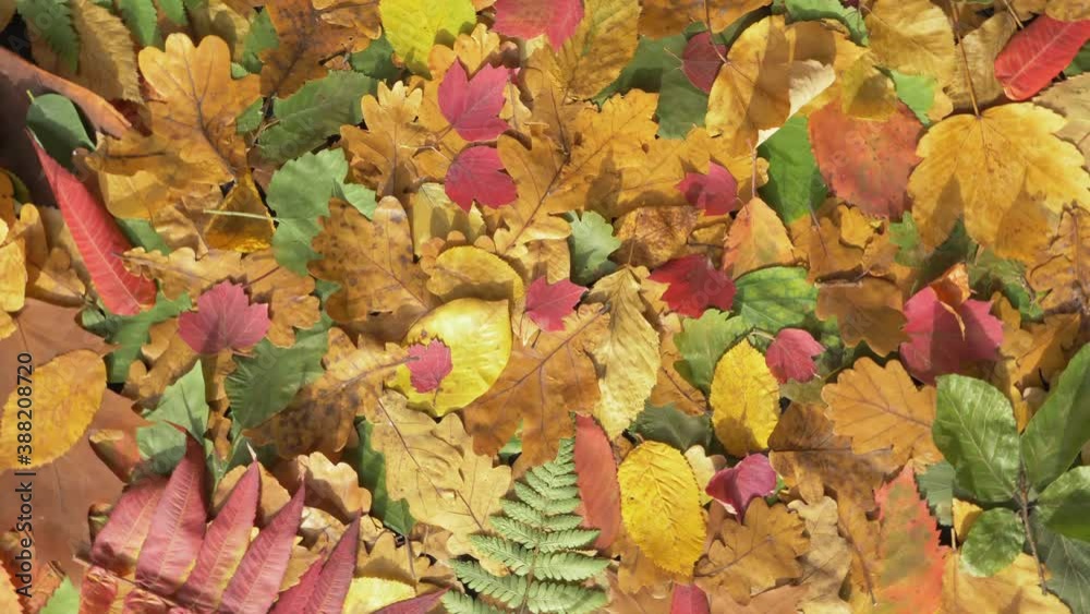 Autumn leaves. Seamlessly loop leaves fallen from trees. Colorful fall ...