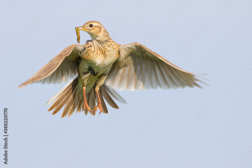 Eurasian skylark. Bird in flight. Flying bird in sky. Alauda arvensis ...