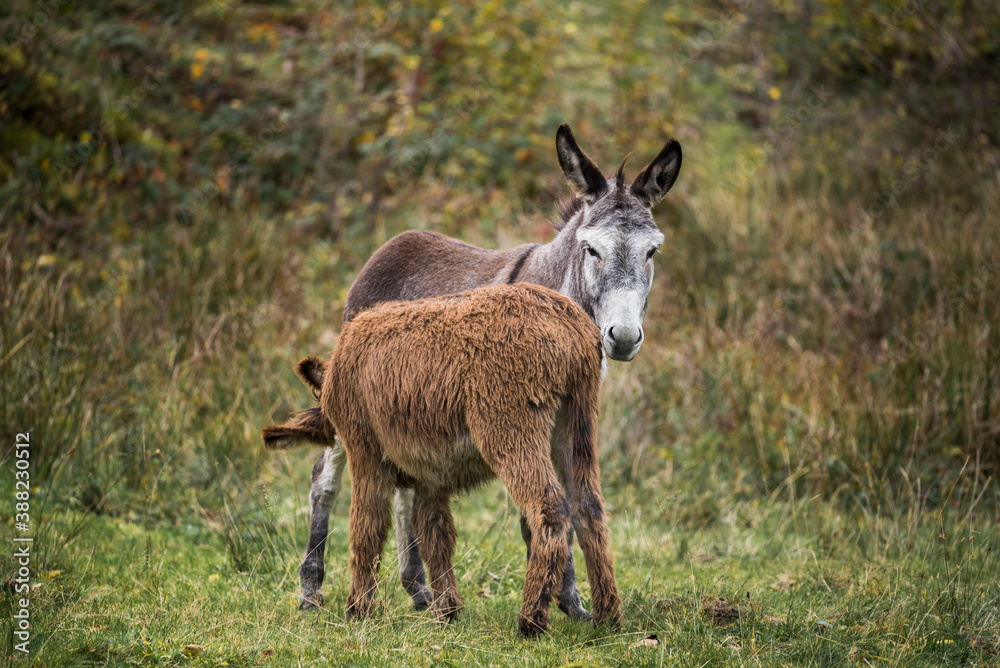 Donkey female and her cub. Donkey drinks mother's milk. Farm animals ...