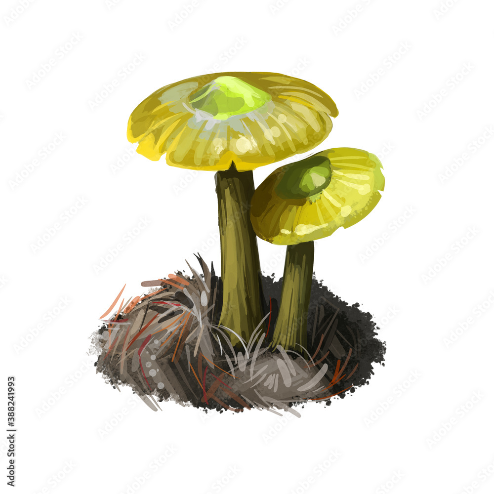 Gliophorus psittacinus Parrot Toadstool or Waxcap,colourful member of ...