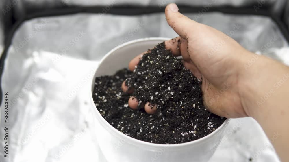 Pot with soil for growing cannabis. A mixture of earth, perlite and ...