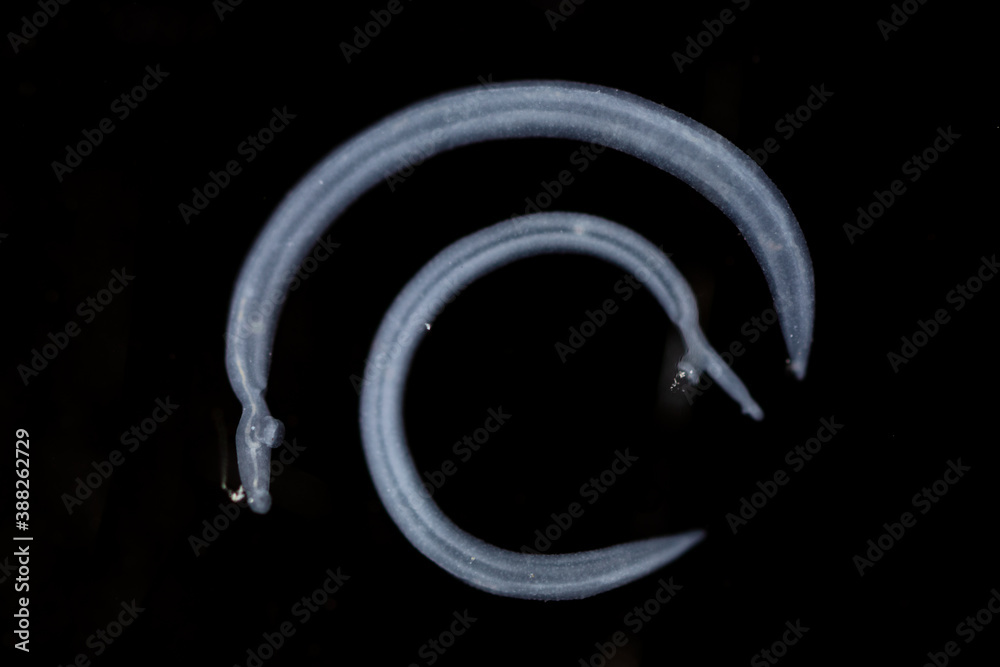 Schistosoma is a genus of trematodes, commonly known as blood flukes ...