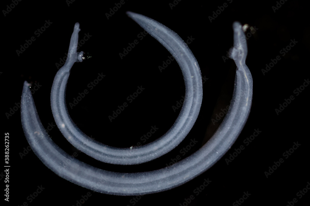 Schistosoma is a genus of trematodes, commonly known as blood flukes ...