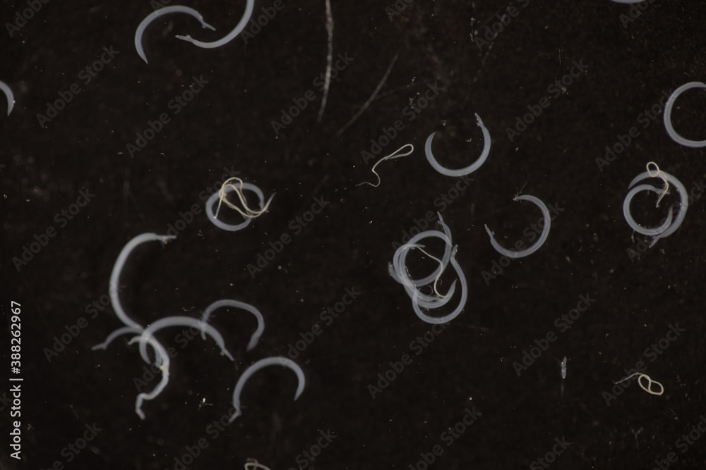 Foto Stock Schistosoma is a genus of trematodes, commonly known as ...