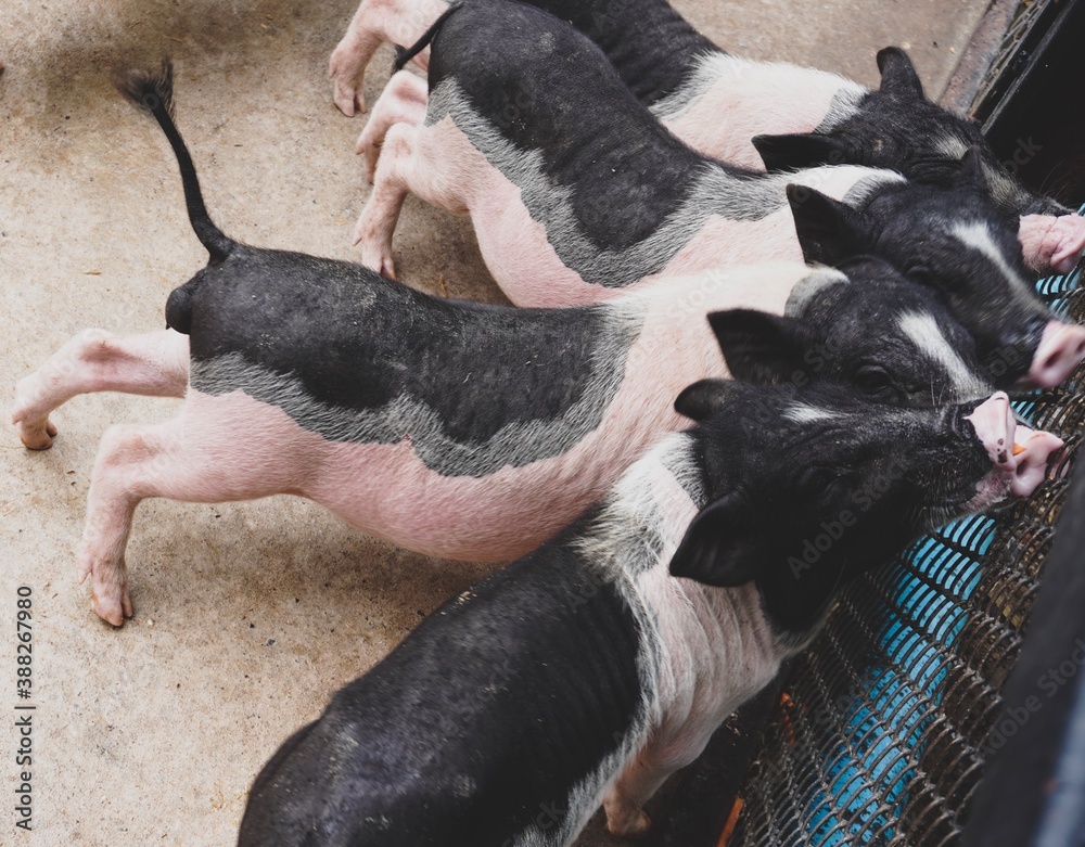 Foto de Close up to the crowded group of pigs fight over for food ...