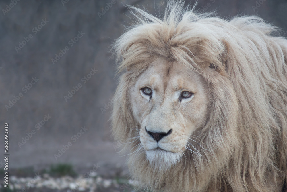 Terrible white lion is looking at the camera. Panthera leo with white ...